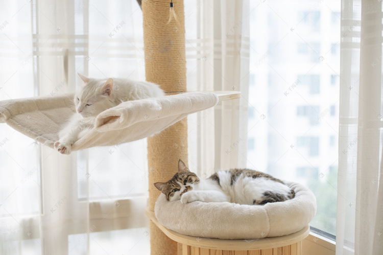 睡觉的猫高清摄影大图-千库网