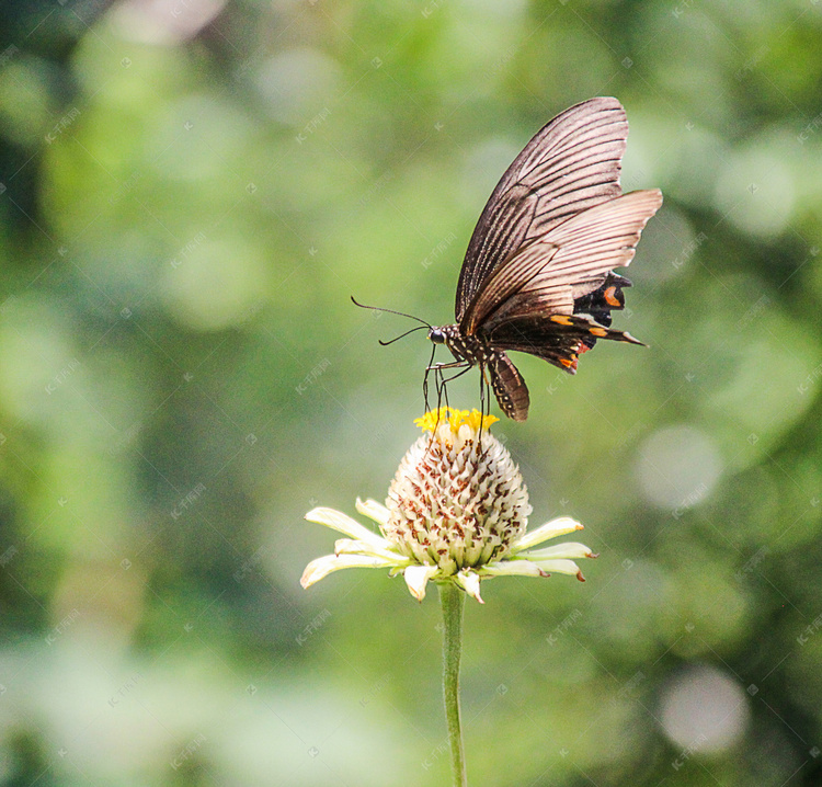 湖南长沙早晨蝴蝶灰色蝴蝶昆虫摄影图配图高清摄影大图-千库网