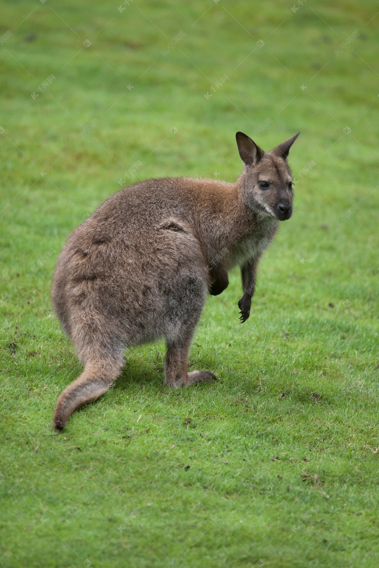 红颈袋鼠(Macropus rufogriseus))高清摄影大图-千库网