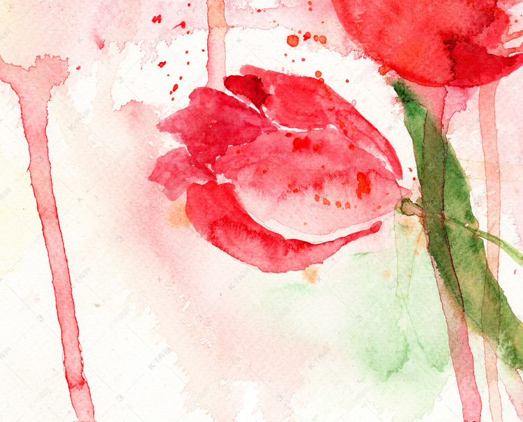 Tulip flower高清摄影大图-千库网