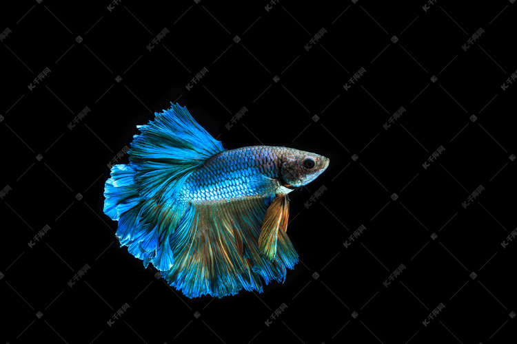 蓝色的斗鱼 高清摄影大图-千库网