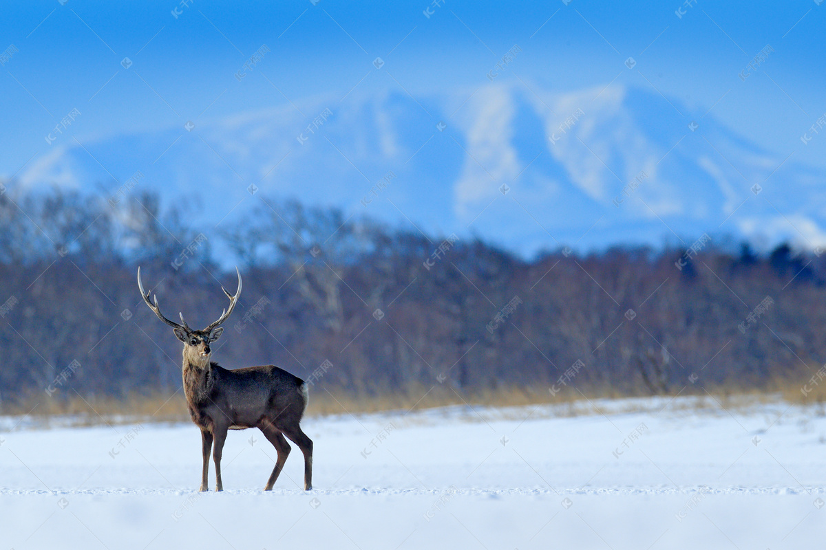 Hokkaido sika deer, Cervus nippon yesoensis, on the snowy meadow ...
