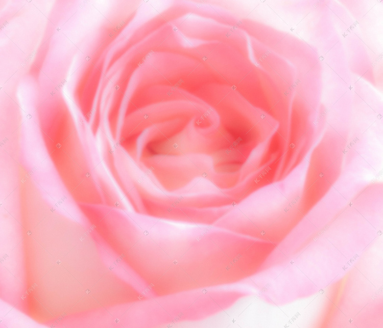 blur photo of pink rose高清摄影大图-千库网