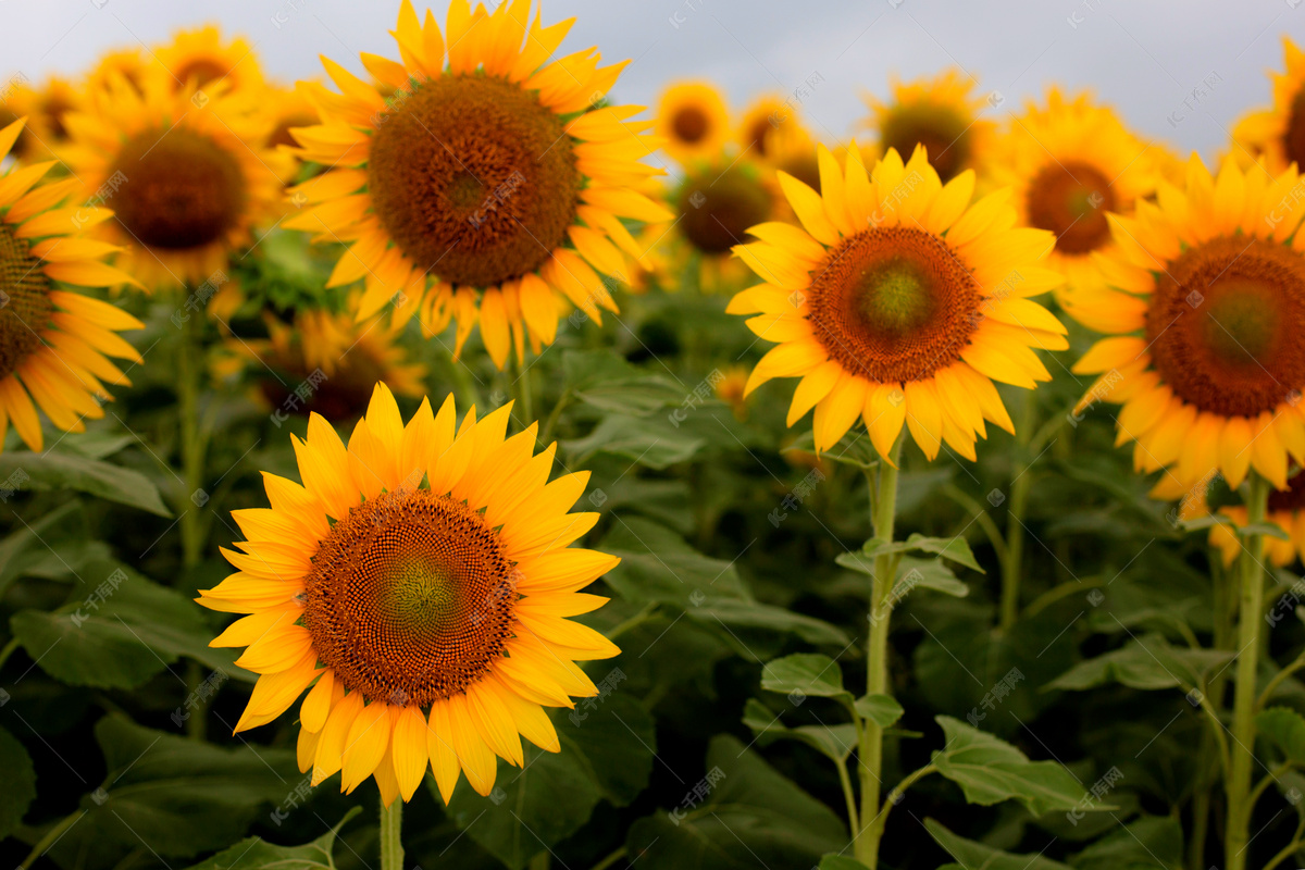 盛夏傍晚向日葵公园开放摄影图配图高清摄影大图-千库网