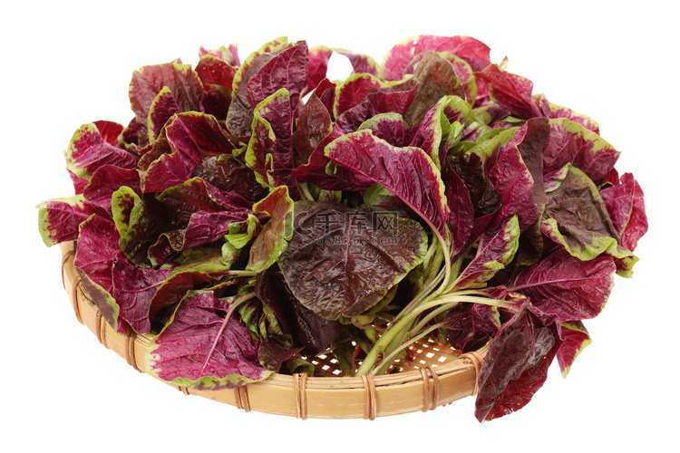 在白色背景上的苋菜高清摄影大图-千库网