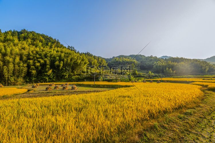 秋天稻田丰收田园风光的照片高清摄影大图-千库网