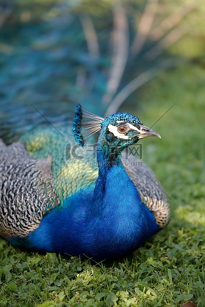 雄性的印度孔雀，Pavo cristatus，也被称为普通孔雀或蓝孔雀高清摄影大图-千库网