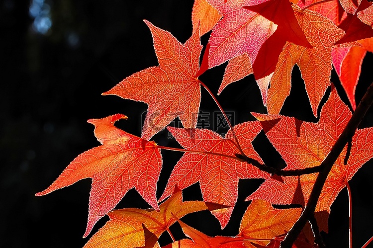 红色的枫叶映衬着深绿色的背景。枫叶红枫叶高清摄影大图-千库网