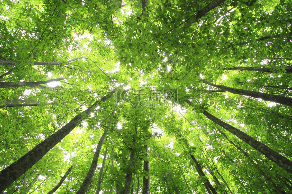 Beech forest高清摄影大图-千库网