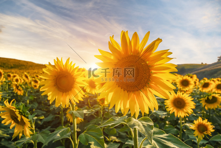 夏季风景：向日葵地的美丽落日高清摄影大图-千库网