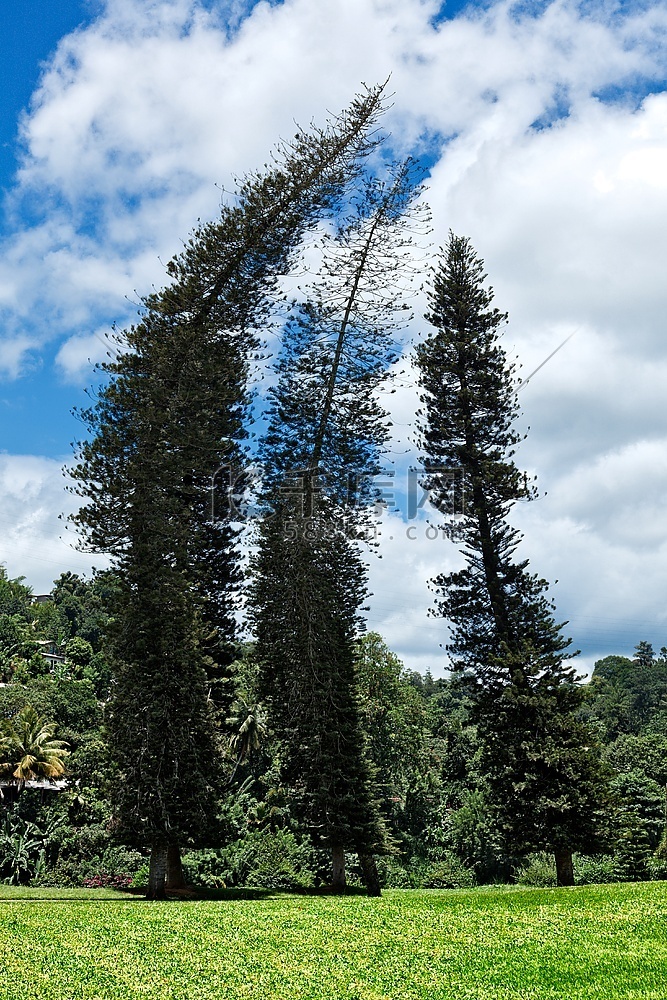 Peradeniya植物园的歪库克松(Araucaria columnaris)。康堤、斯里兰卡高清摄影大图-千库网