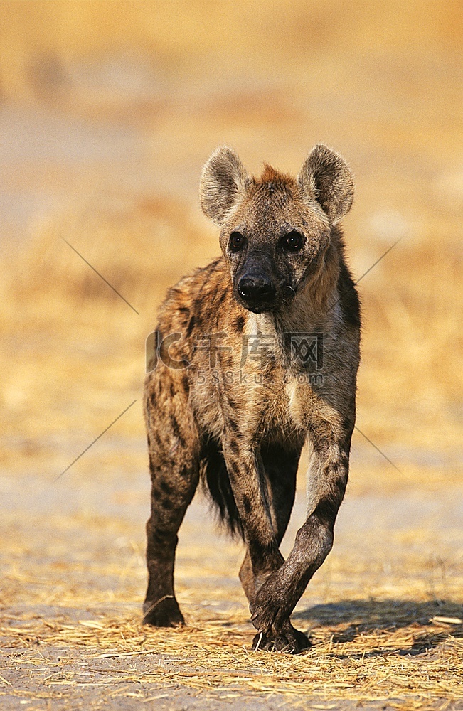 斑点鬣狗(Crocuta Cocuta)站在草原上鬣狗图画高清摄影大图-千库网
