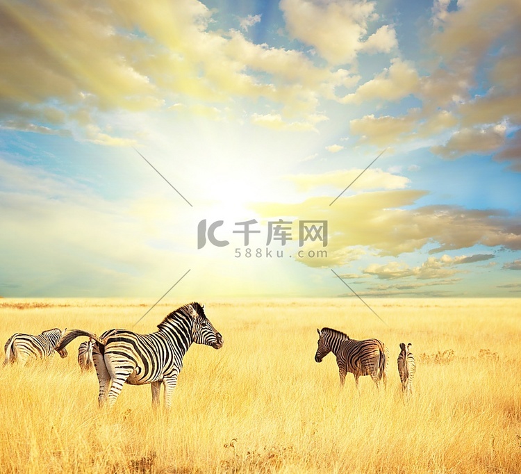 斑马斑马草原斑马高清摄影大图-千库网