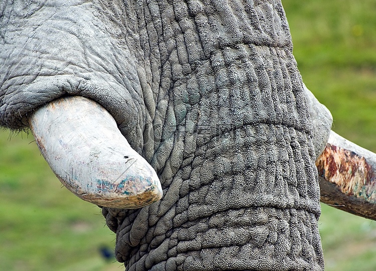 大象象牙的特写高清摄影大图-千库网