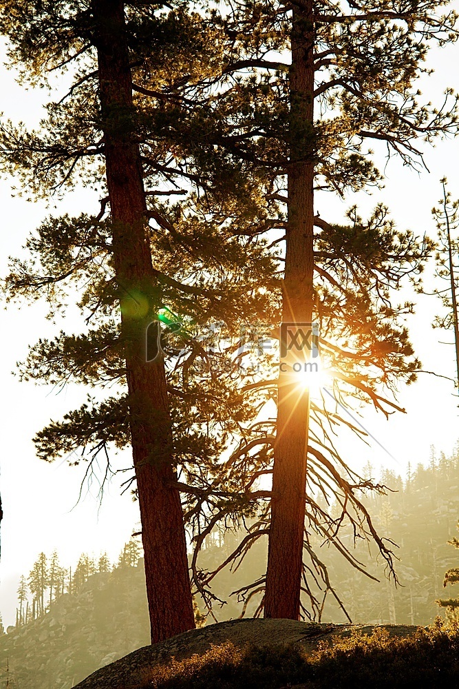 松树树美人松高清摄影大图-千库网