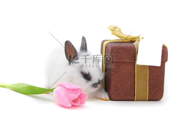白色背景上有花和礼物的小兔子海棠兔熊猫兔高清摄影大图-千库网