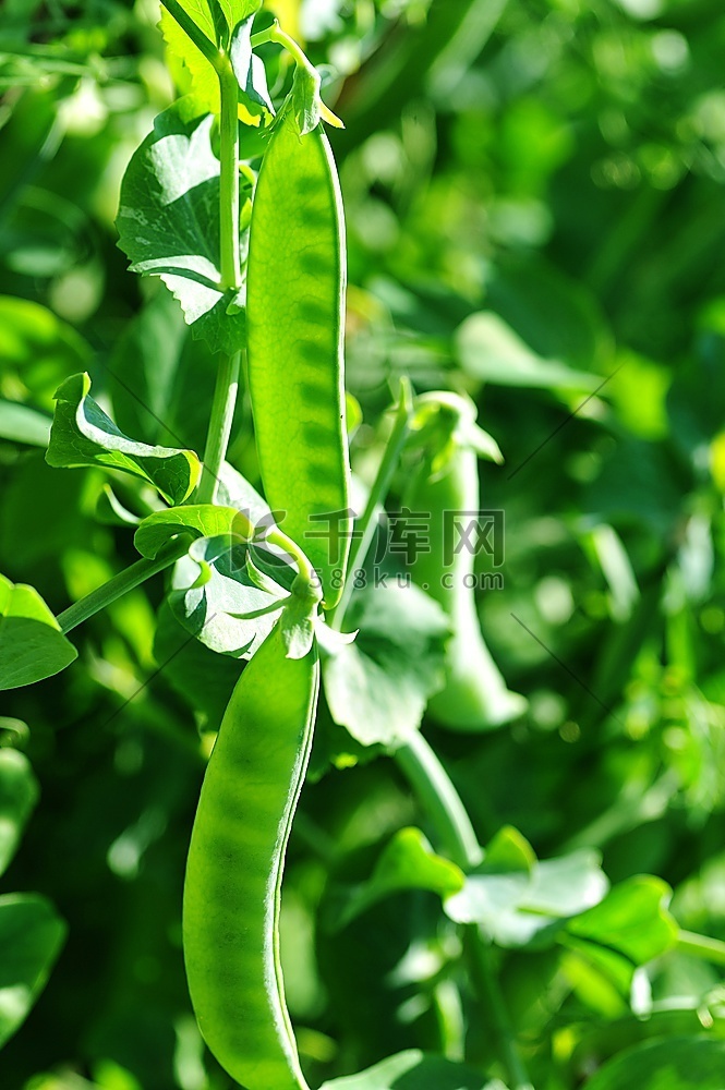 一种在花园里的豌豆。荚豌豆高清摄影大图-千库网
