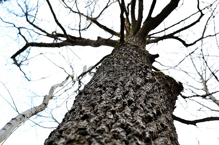 仰视一棵老橡树树干的广角视图雪树银花树干高清摄影大图-千库网