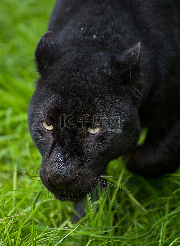 被圈养的黑豹Panthera Pardus在长颈草中潜行鸟类斯塔福斗牛梗高清摄影大图-千库网