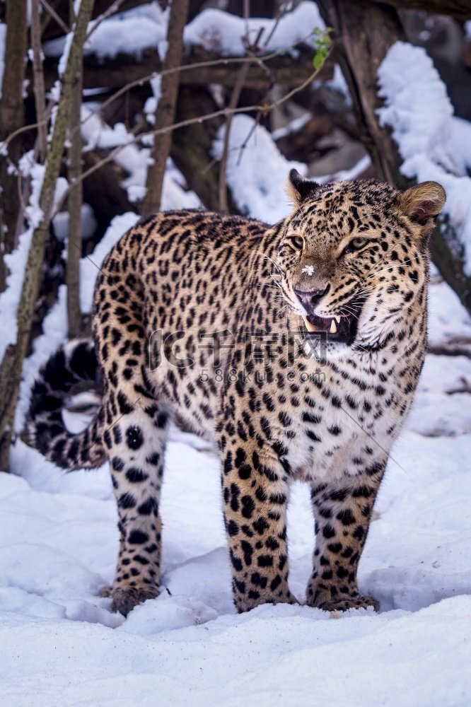 波斯豹 (Panthera pardus saxicolor) 在雪中。高清摄影大图-千库网
