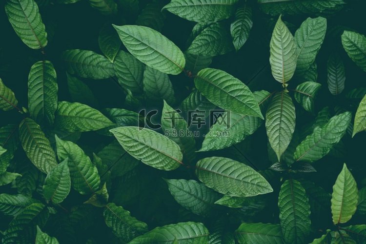 自然绿叶背景，kratom 树生长在深色植物树 kratom 叶上 — Mitragyna speciosa korth 药用植物高清摄影大图-千库网