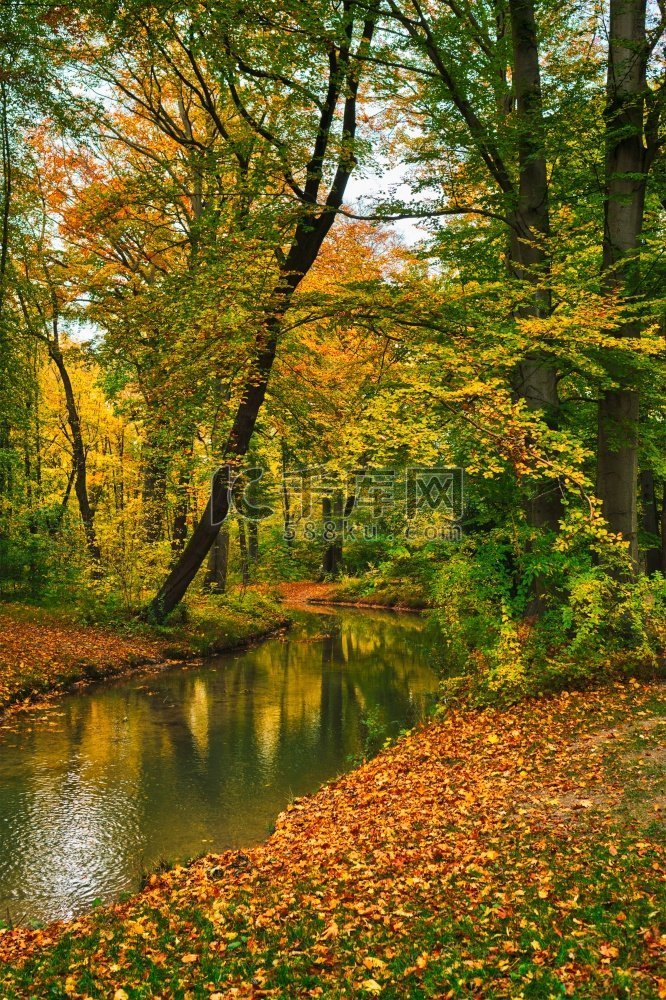 慕尼黑英式花园 英式花园公园。树枫树高清摄影大图-千库网