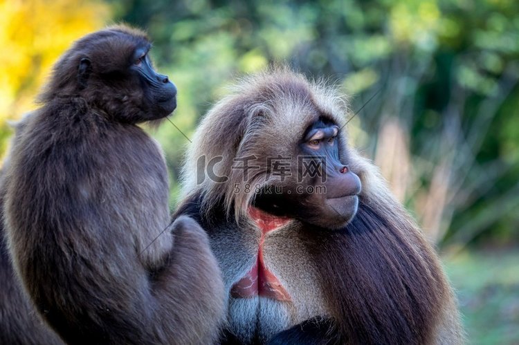 狮尾狒家族 (Theropithecus Gelada)高清摄影大图-千库网