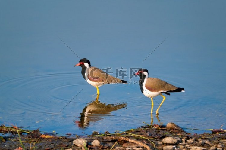 红肉垂田凫 (Vanellus indicus) 是一种生活在湖中的亚洲田凫。 高清摄影大图-千库网