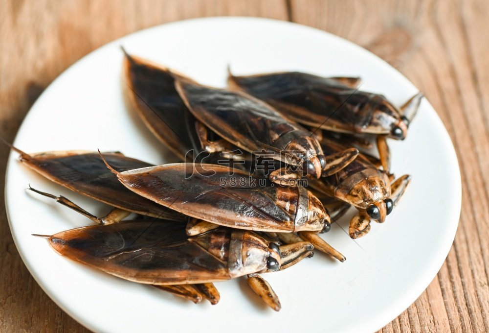 白盘上的巨型水虫，水虫 Lethocerus indicus - Belostomatidae高清摄影大图-千库网