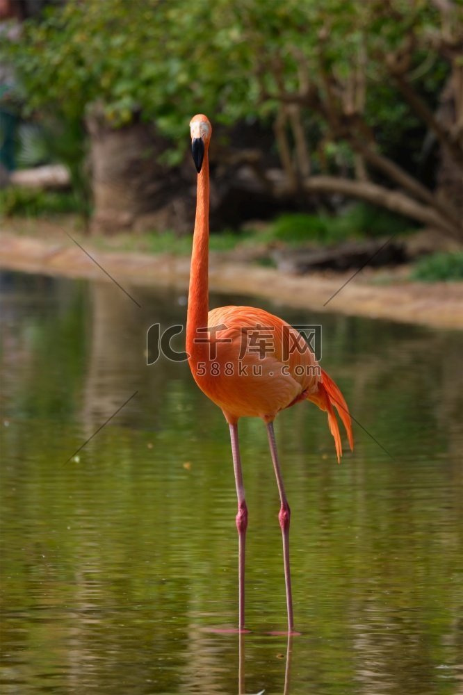 美国火烈鸟 (Phoenicopterus ruber) 粉红色的鸟在池塘里。高清摄影大图-千库网
