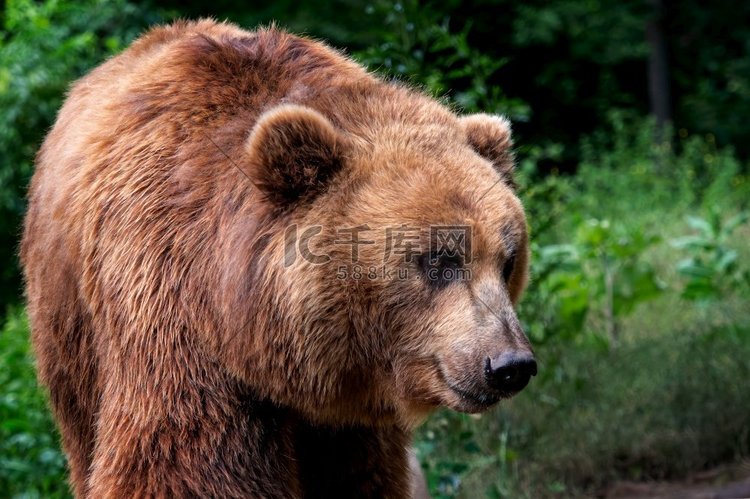 堪察加棕熊 (Ursus arctos beringianus)。高清摄影大图-千库网