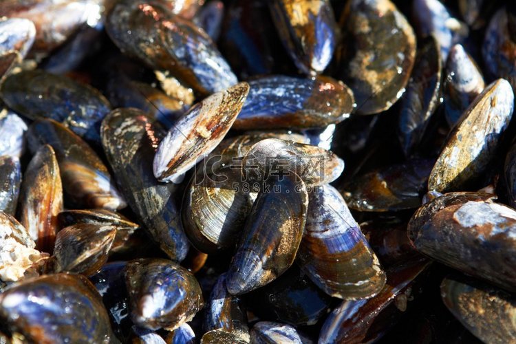 关闭海鲜市场摊位上的新鲜 Mussles高清摄影大图-千库网