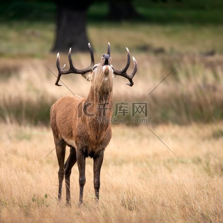 车辙交配季节秋季林地景观中美丽的红鹿雄鹿 Elaphus麋鹿驯鹿高清摄影大图-千库网