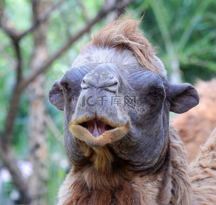 国家公园农场的野生双峰驼 / Camelus bactrianus高清摄影大图-千库网