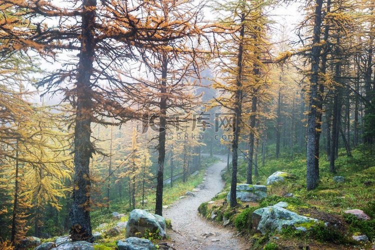 加拿大山区美丽的金色落叶松。树自然风景高清摄影大图-千库网