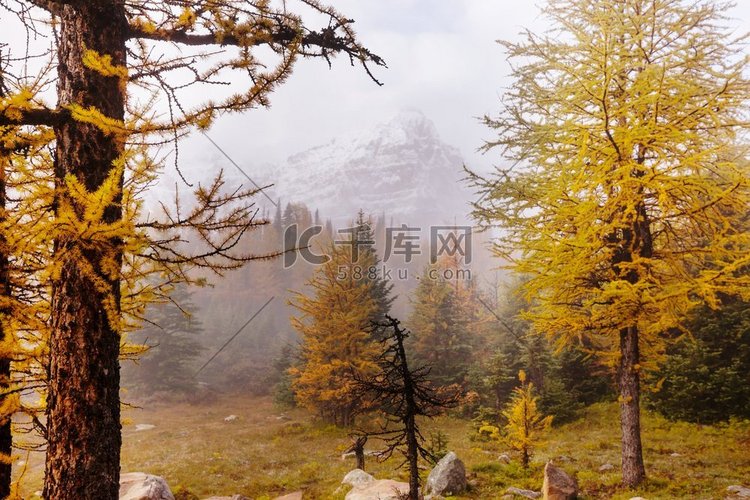 加拿大山区美丽的金色落叶松。树植物高清摄影大图-千库网