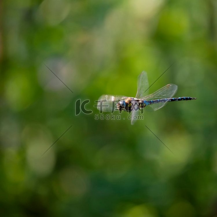 飞行中翅膀模糊的美丽皇帝蜻蜓 Anax Imperator 昆虫高清摄影大图-千库网