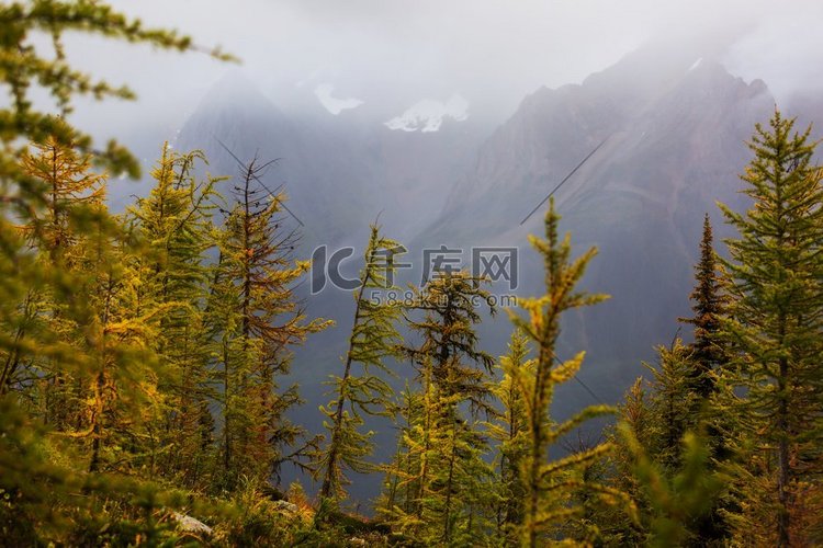 加拿大山区美丽的金色落叶松。树植物高清摄影大图-千库网