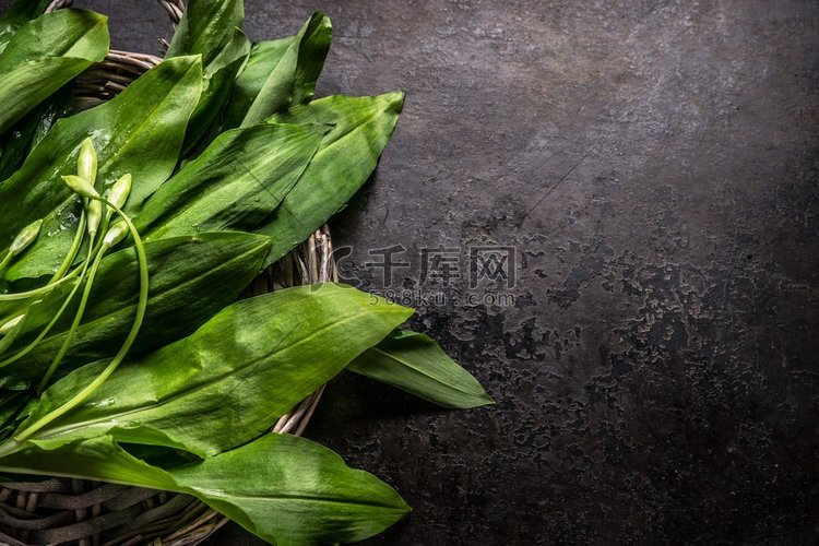 新鲜的 ramson，野蒜，深色乡村背景的叶子，顶视图。菠菜粽叶高清摄影大图-千库网