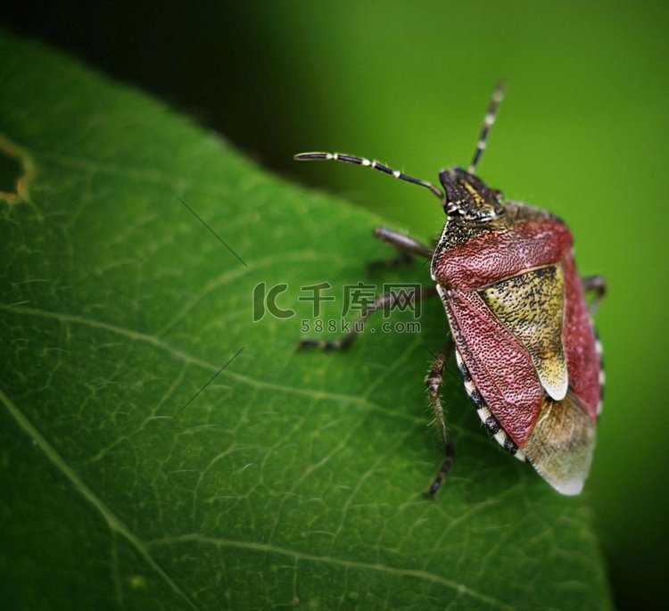 小甲虫宏九香虫虫子高清摄影大图-千库网