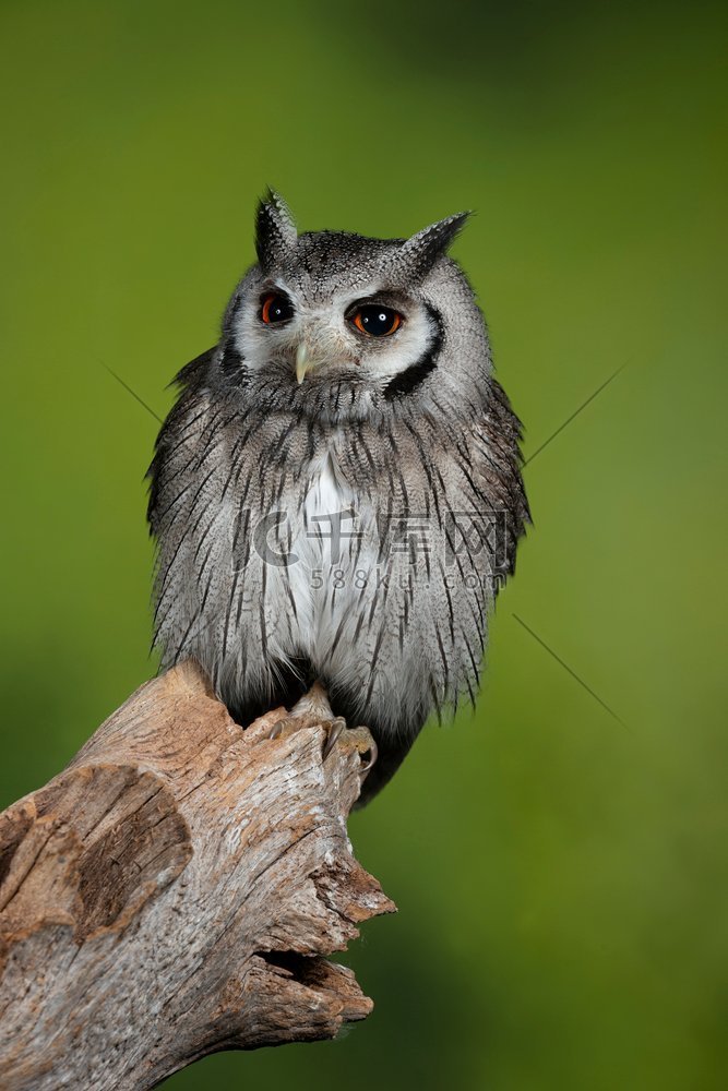 绿色自然背景工作室环境中南部白面猫头鹰 Ptilopsis Granti 的美丽肖像高清摄影大图-千库网