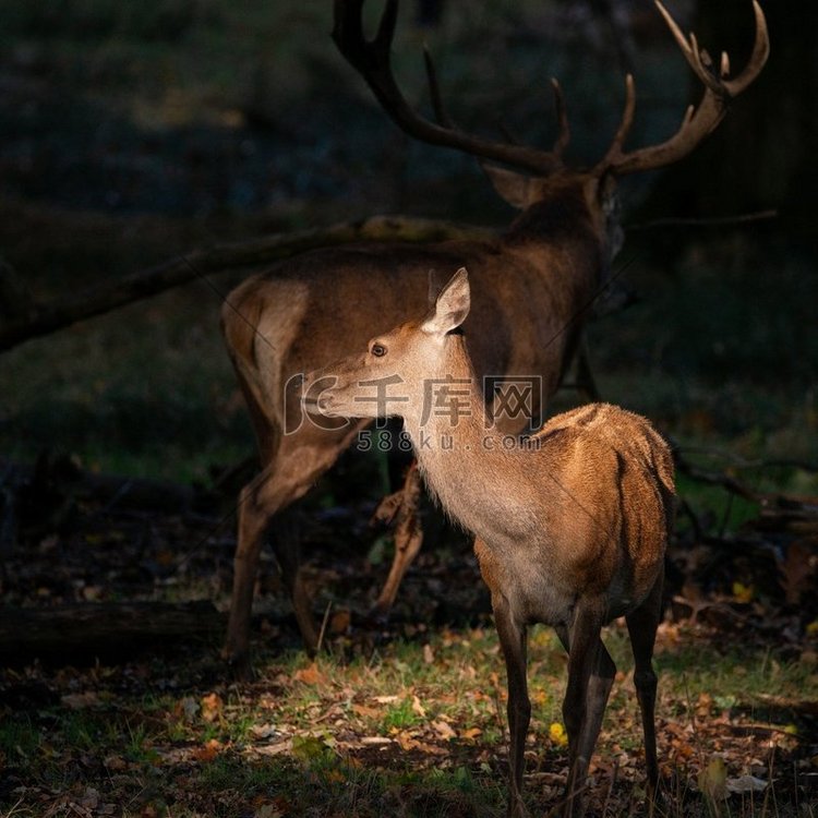 色彩缤纷的秋季林地景观中红鹿雄鹿 Elaphus 的惊人肖像麋鹿NBA高清摄影大图-千库网