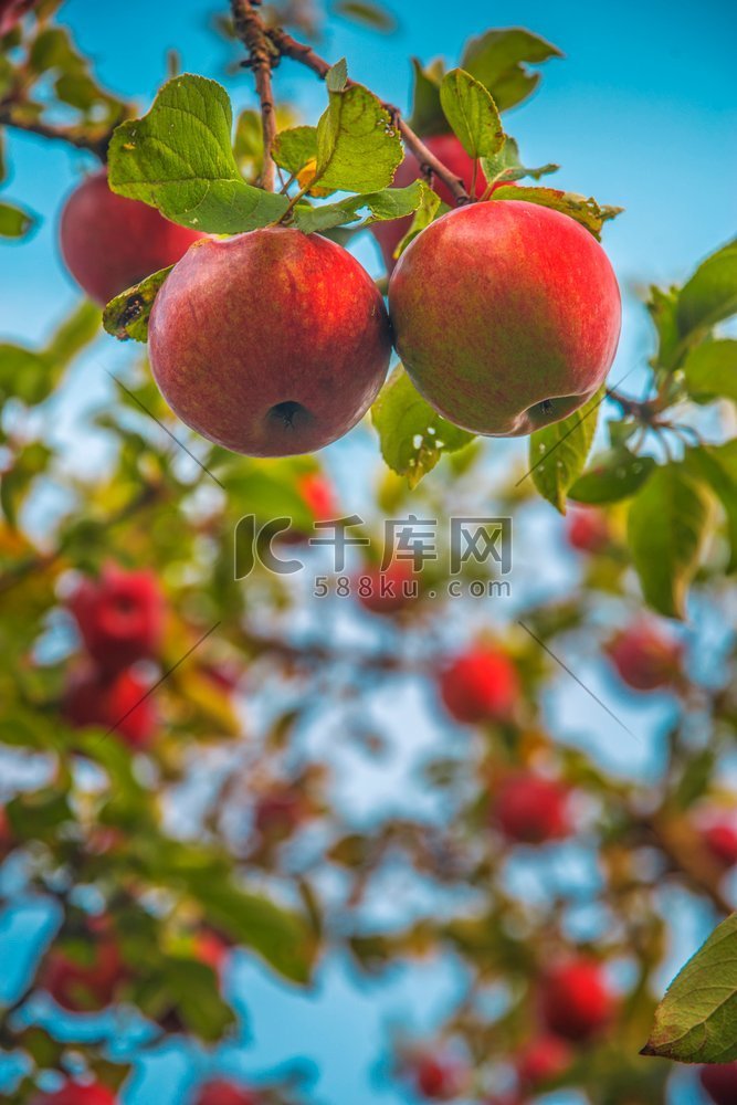 一个苹果长在树上苹果树植物高清摄影大图-千库网