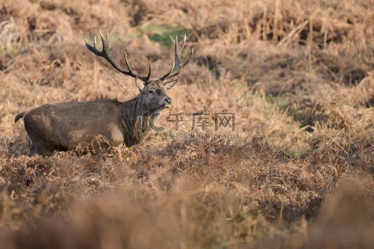 令人惊叹的红鹿雄鹿 Elaphus 与雄伟的鹿角在秋季秋季霜冻景观高清摄影大图-千库网