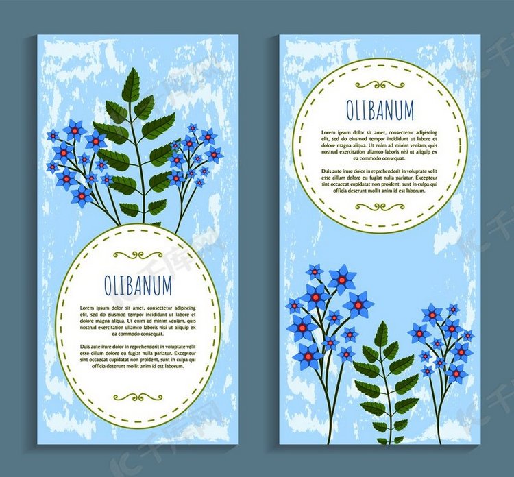 带有标题和标题的 Olibanum 卡片集合，Olibanum 草药集，带有叶子和花朵的草药，蓝色背景上孤立的矢量插图。背景图片免费下载_海报 ...