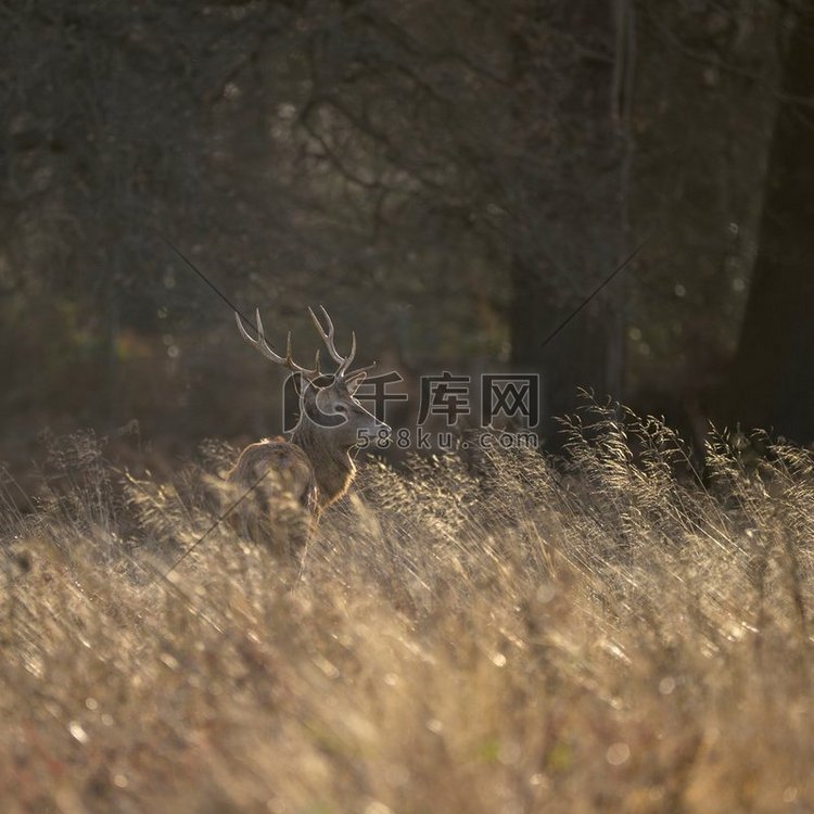 令人惊叹的红鹿雄鹿 Elaphus 与雄伟的鹿角在秋季秋季霜冻景观高清摄影大图-千库网
