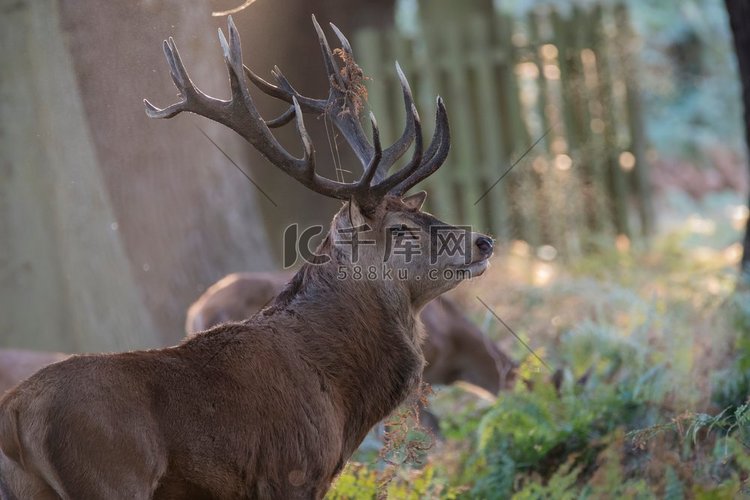 秋季车辙季节森林景观中雄伟的红鹿雄鹿 Elaphus高清摄影大图-千库网