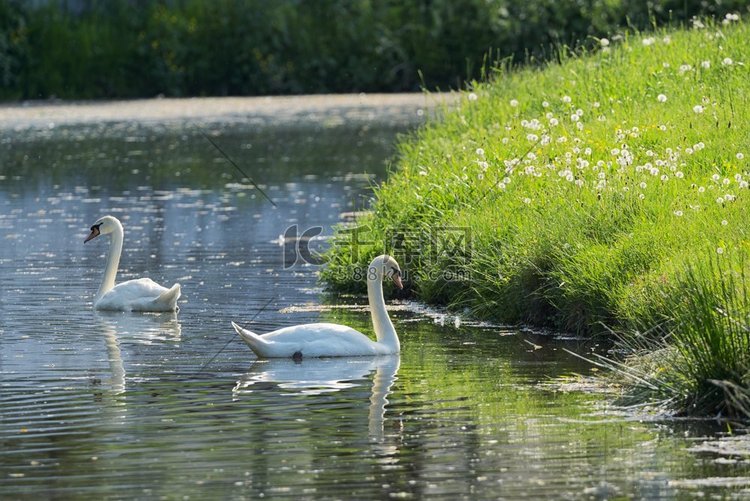 一对白天鹅在春天的湖面上。高清摄影大图-千库网
