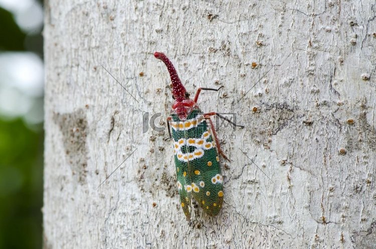 树果上的蚂蚁昆虫，Pyrops candellaria。龙眼鸡昆虫高清摄影大图-千库网