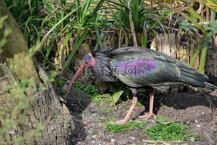可爱的北方秃头宜必思 Geronticus Eremite 鸟在河上觅食。高清摄影大图-千库网
